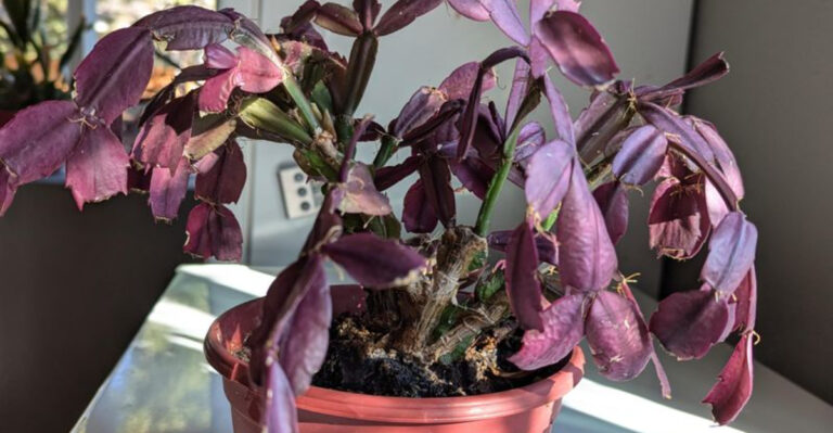 Save Your Christmas Cactus! Why It's Turning Purple and 5 Simple Fixes ...