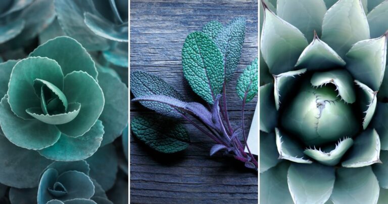 Teal Takes Over Gardens in 2025: 8 Stunning Teal Plants You Need to ...