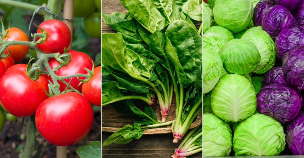 The 20 Most Nutritious Vegetables That You Can Grow At Home - Complete ...