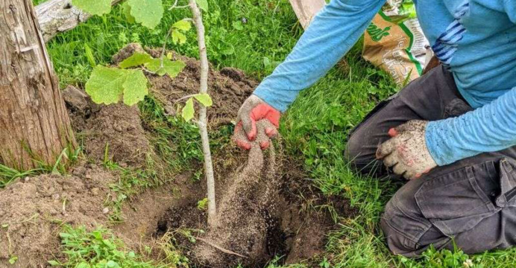 The Best Time to Plant Trees for Long-Term Health and Growth - Complete ...