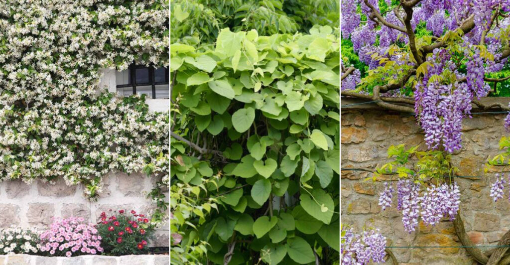 These 23 Climbing Vines Thrive on North Walls—And Look Absolutely ...