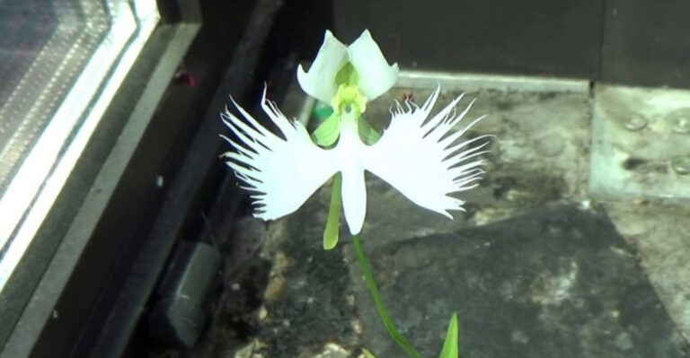 10 Enchanting Plants with Bird-Shaped Flowers You’ll Fall in Love With ...