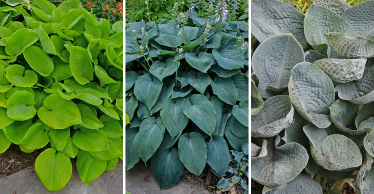 10 Largest Hosta Plants That Will Turn Your Garden Into a Showstopper ...