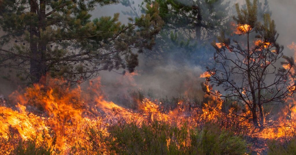 11 Incredible Plants That Need Fire to Flourish - Complete Gardening