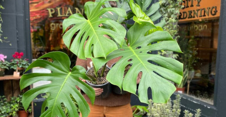 12 Must-Have Monstera Variants to Enhance Your Plant Collection ...