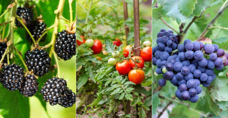 14 Easiest Fruits To Grow For Beginner Gardeners - Complete Gardening