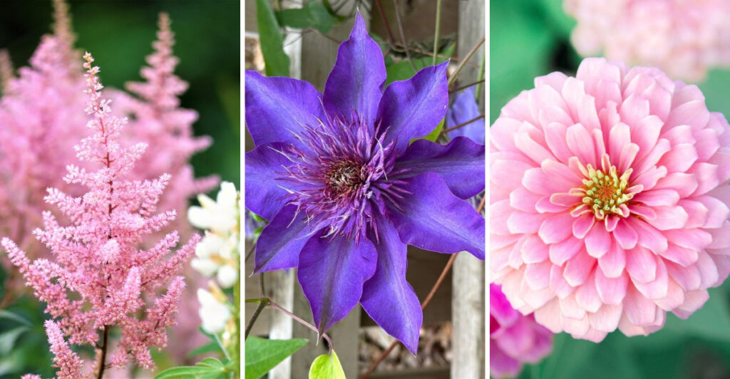 15 Gorgeous Peony Alternatives You’ll Fall in Love With - Complete ...