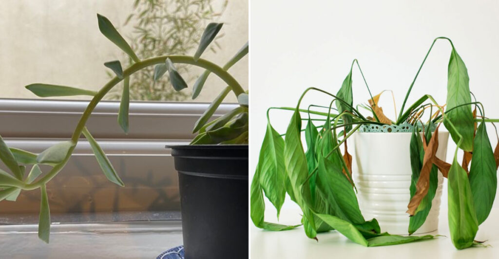 15 Warning Signs Your Indoor Plants Are Crying Out for Care - Complete ...
