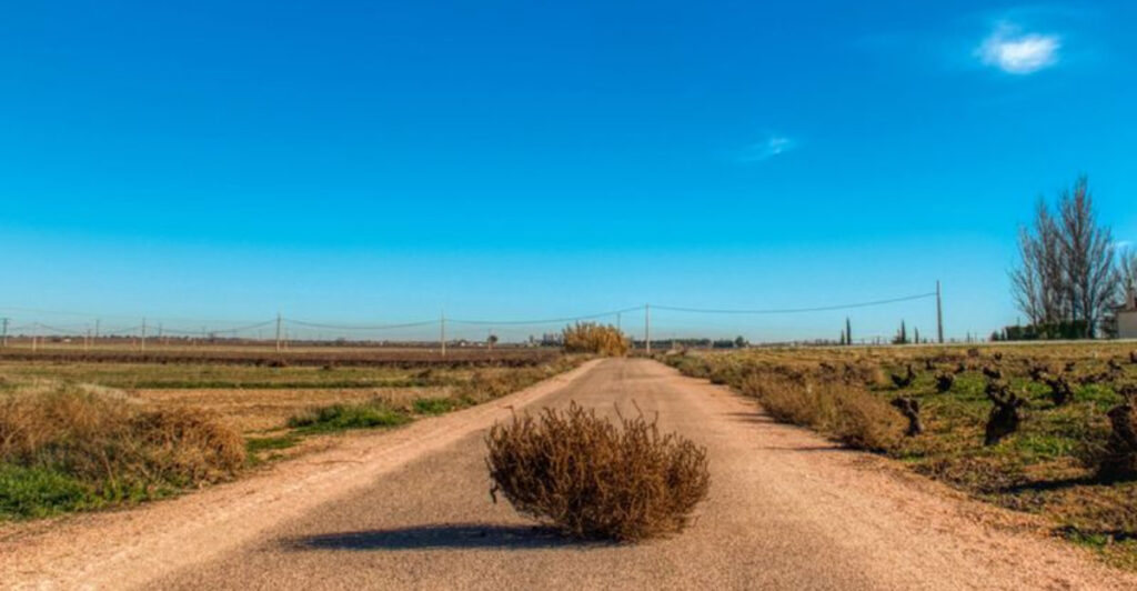 16 Amazing Plants That Actually Move – Nature's Incredible Walkers ...