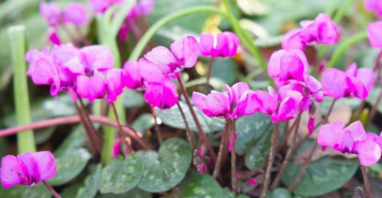 20 Hardy Plants That Thrive in Freezing Temperatures - Complete Gardening