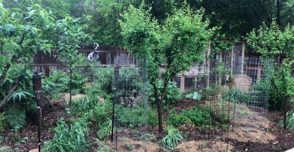 9 Reasons Micro Forests Are the Secret to Green Living in Small Spaces ...