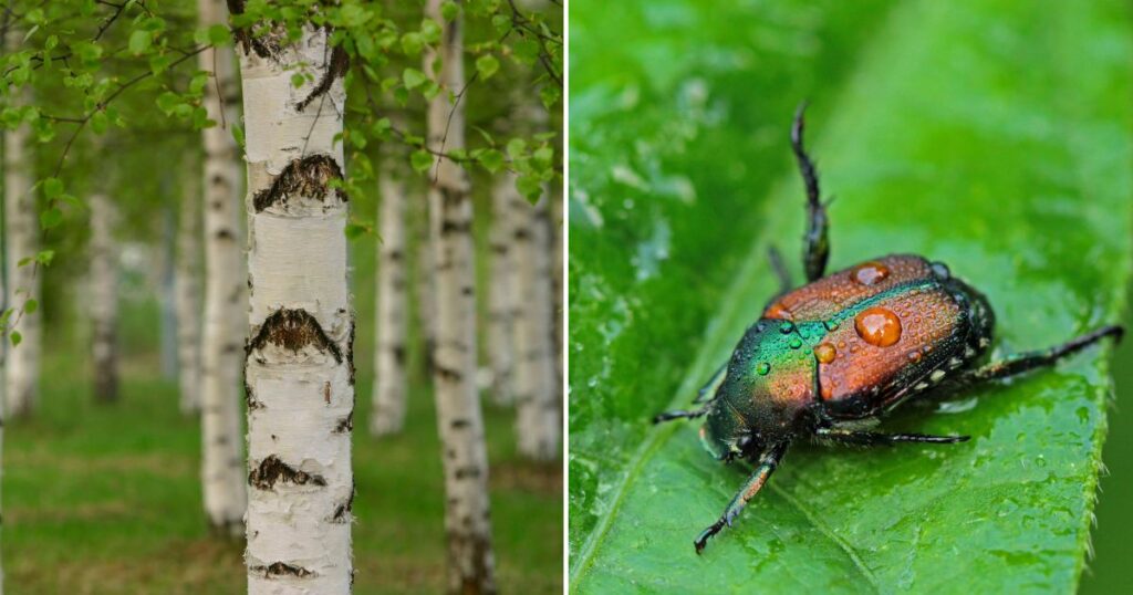 Protecting Your White Birch: The Pest Issues You Must Address ...