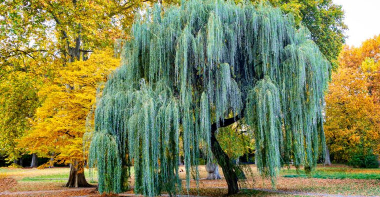 Selecting the 15 Perfect Shade Trees to Enhance Your Garden's Appeal ...