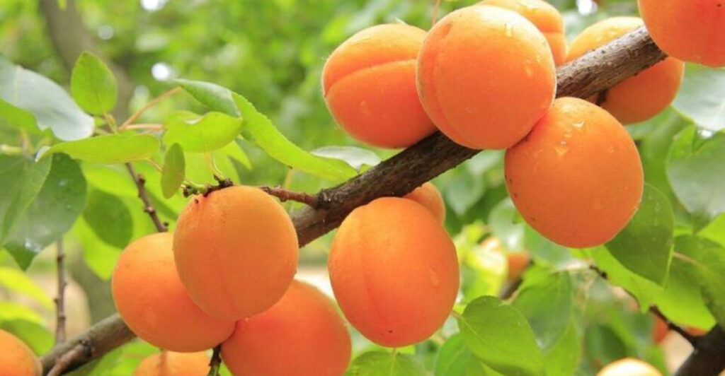 Think Twice Before Planting These 15 Fruit Trees - Complete Gardening