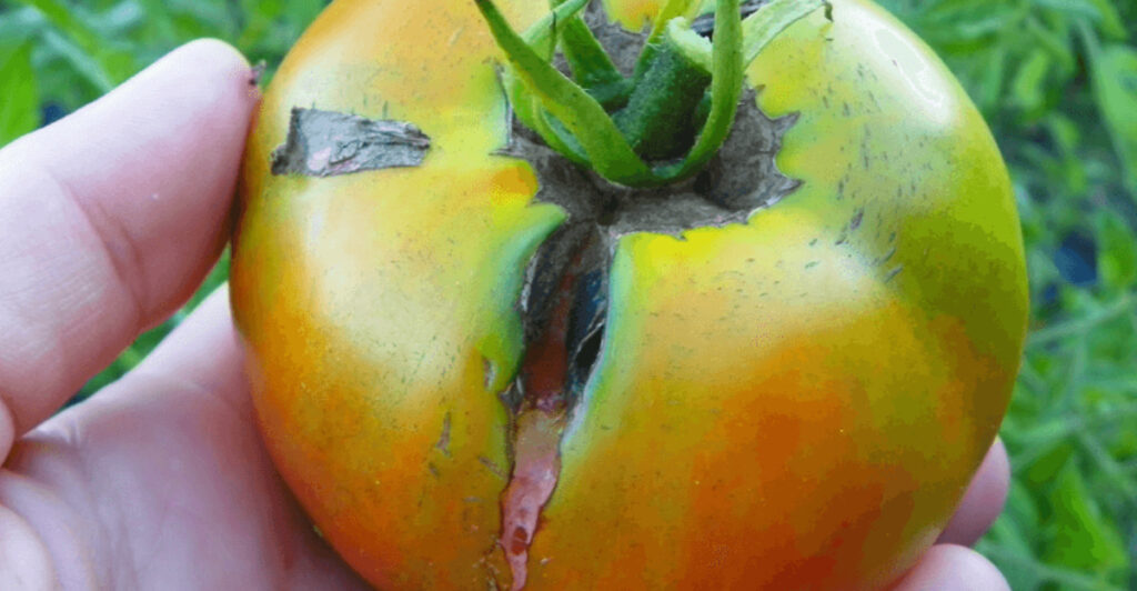 Tomatoes Splitting? Here’s Why and How to Prevent It - Complete Gardening
