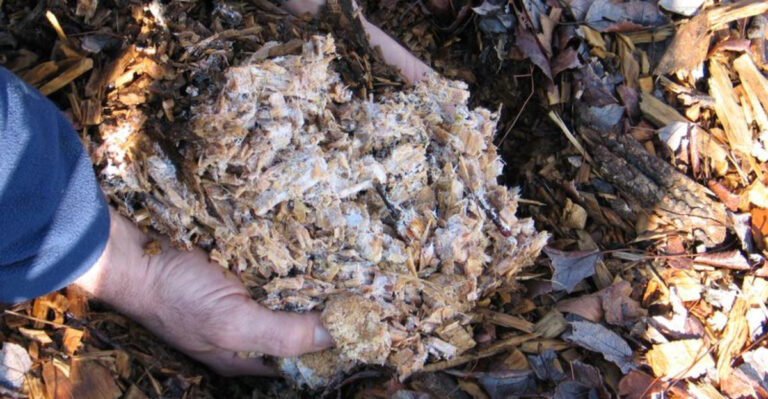 What That White Coating on Your Mulch Really Means - Complete Gardening