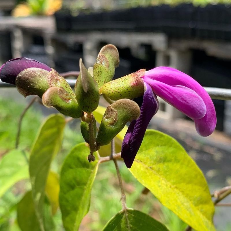 Hawaiʻi’s Most Stunning Endemic Plants: 18 Unique Flora You Won’t Find ...