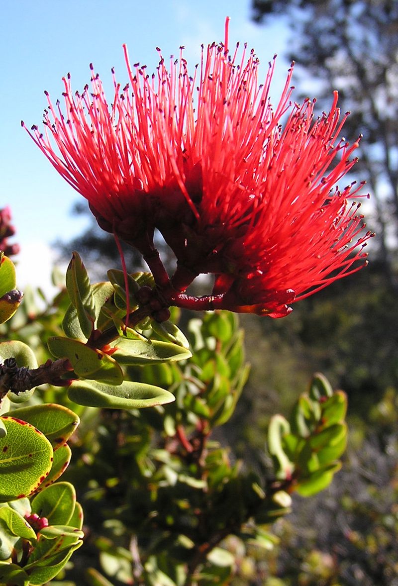 Hawaiʻi’s Most Stunning Endemic Plants: 18 Unique Flora You Won’t Find ...