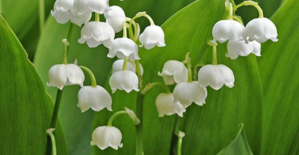 10 Beautiful Flowers That Symbolize Life, Growth, and Renewal ...