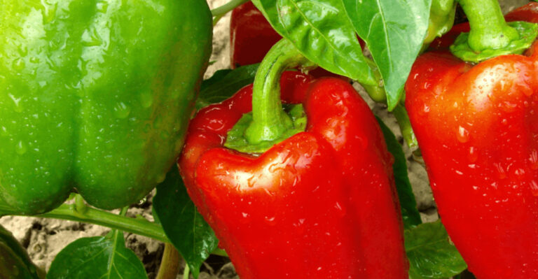 10 Tips on How to Prune Pepper Plants the Right Way and Get a Huge ...