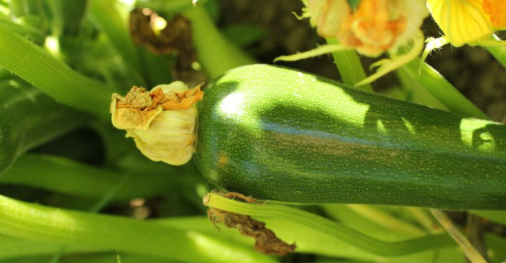 11 Reasons Your Zucchini Leaves Are Turning Yellow (And How to Fix Them ...