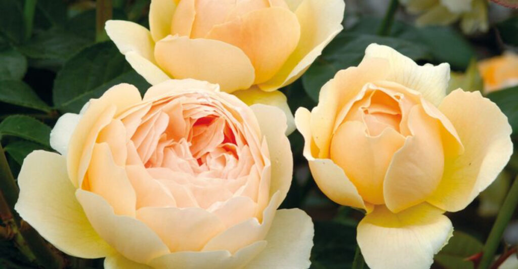 15 Most Fragrant Roses to Grow for a Garden That Smells Like Heaven ...