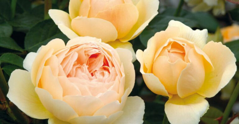 15 Most Fragrant Roses to Grow for a Garden That Smells Like Heaven ...