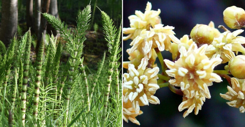 20 Ancient Plants That Have Barely Changed in Millions of Years ...