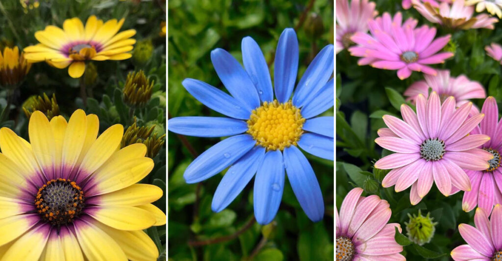 29 Beautiful Types of Daisies to Brighten Any Garden - Complete Gardening
