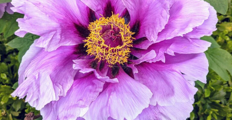 32 Heavenly Scents: The Most Fragrant Flowers to Fill Your Garden with ...