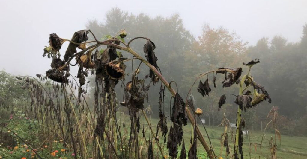 7 Reasons You Should Never Leave Dead Plants in Your Garden, According ...