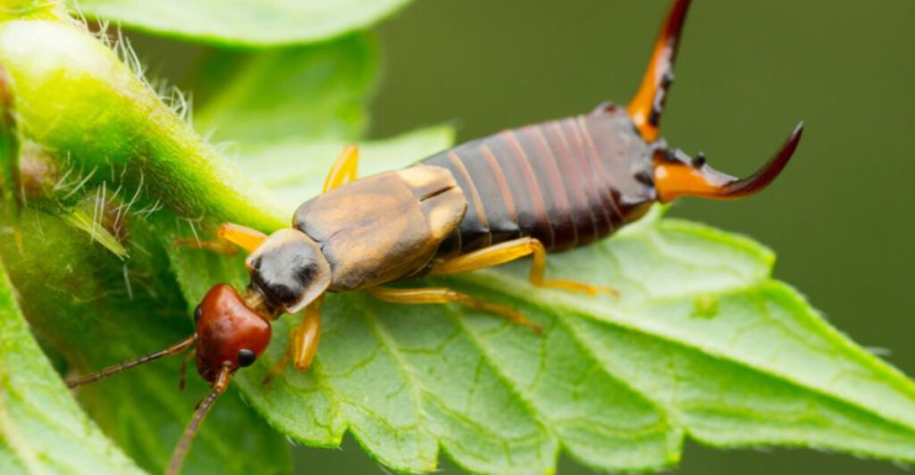 7 Simple Ways to Eliminate Earwigs from Your Garden for Good - Complete ...