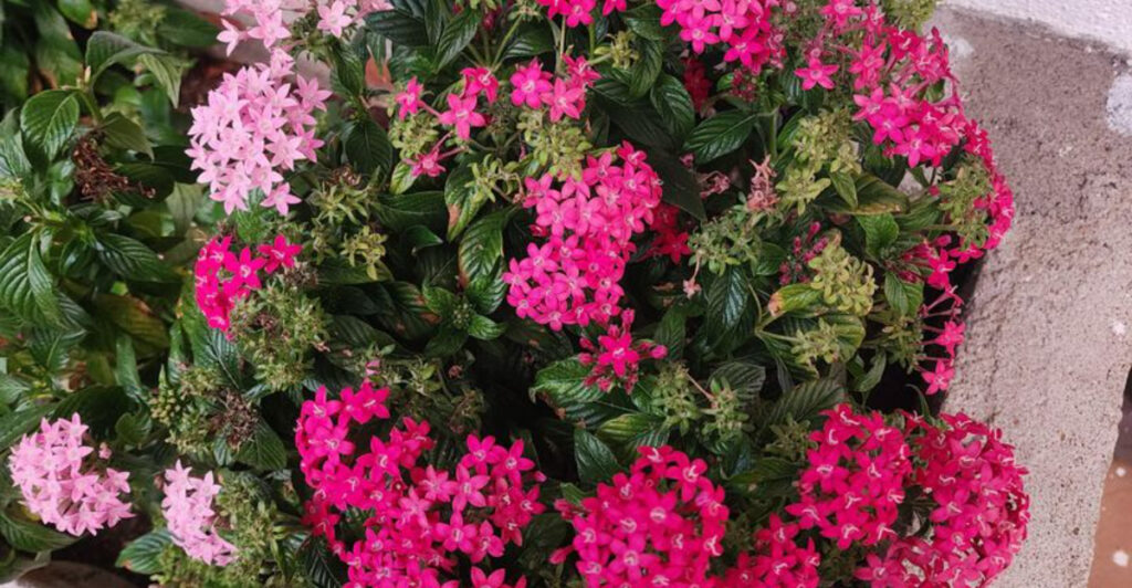 8 Steps on How to Plant, Grow, and Care For Pentas - Complete Gardening