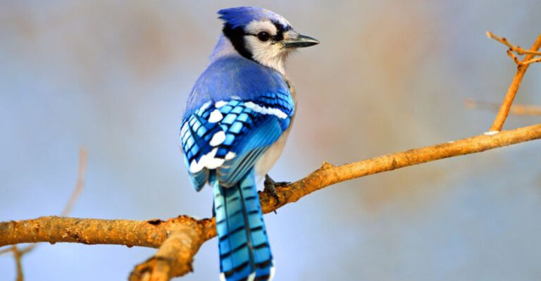 Birdwatcher’s Delight: 25 Most Colorful Birds You Can Spot in America ...