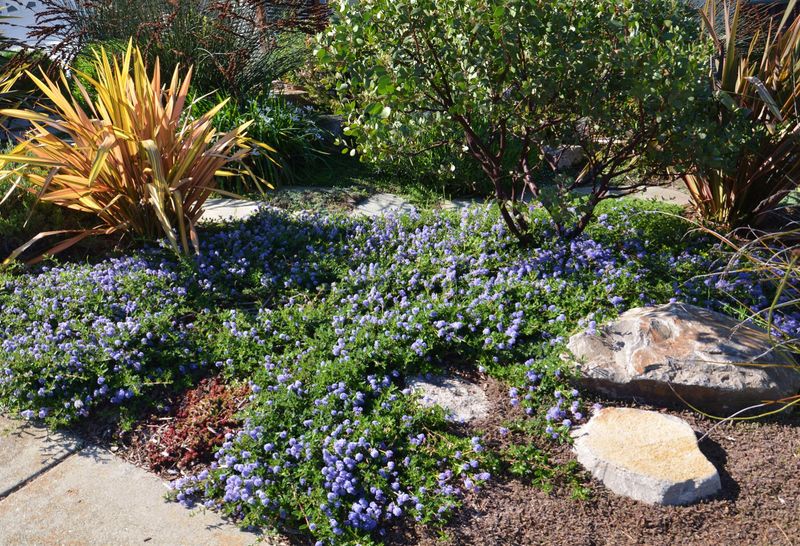 The Best 20 California Native Ground Covers for a Lush, Low-Maintenance ...
