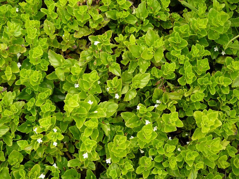 The Best 20 California Native Ground Covers for a Lush, Low-Maintenance ...