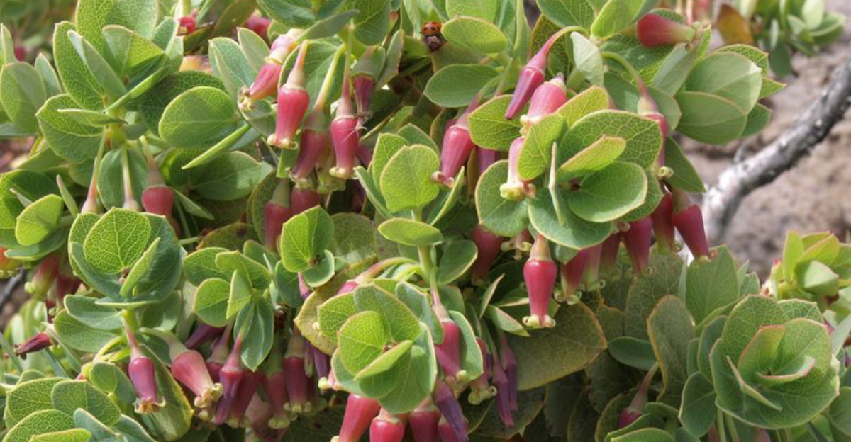 Hawaiʻi’s Most Stunning Endemic Plants: 18 Unique Flora You Won’t Find ...