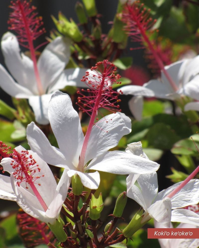 Hawaiʻi’s Most Stunning Endemic Plants: 18 Unique Flora You Won’t Find ...