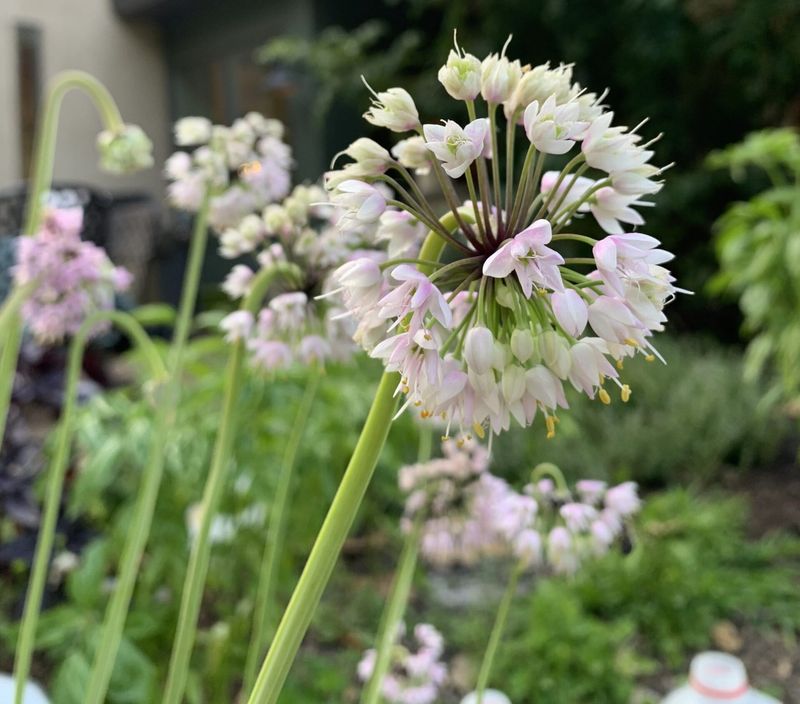 17 Stunning Native White Flowers That Make Your Garden Glow Like Magic ...