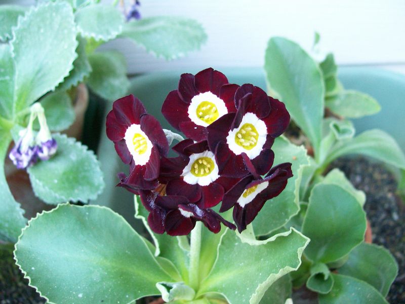 Grow These 15 Gorgeous Primrose Varieties for a Colorful Season ...