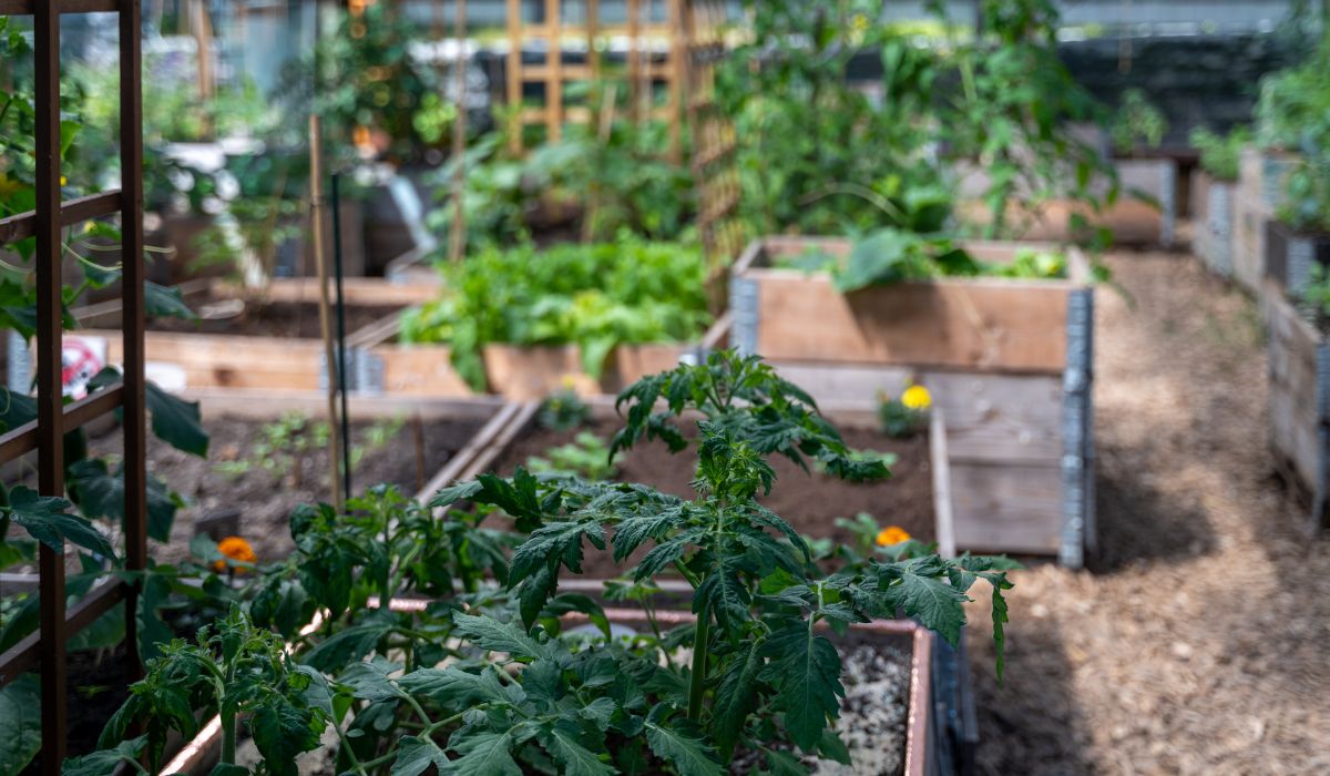 Urban Gardening 101: How to Start Growing Green in the City - Complete ...