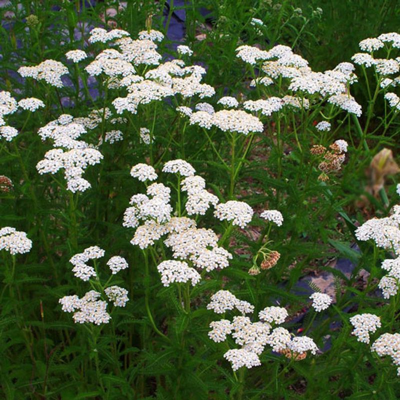 17 Stunning Native White Flowers That Make Your Garden Glow Like Magic ...