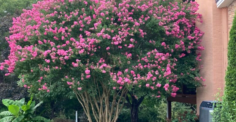 10 Common Mistakes Everyone Makes with Crepe Myrtles - Complete Gardening
