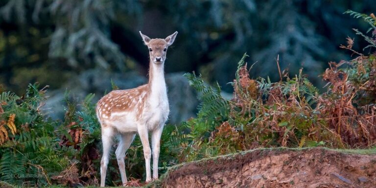 10 Irresistible Fruit Trees That Deer Absolutely Love - Complete Gardening