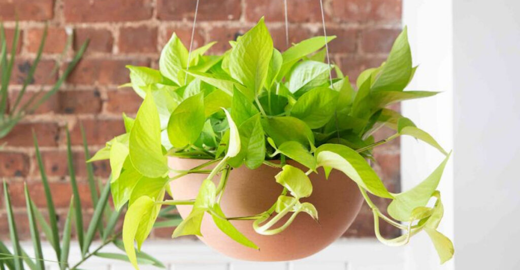 10 Shade Loving Pothos You Can Grow Without Direct Sunlight - Complete ...