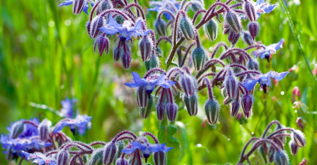 10 Stunning Herbs to Elevate Your Flowerbeds – Create an Edimental ...