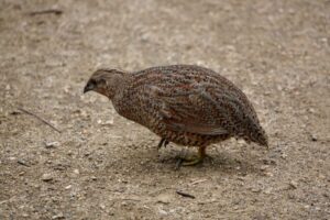 11 Surprising Things You Never Knew About Quail - Complete Gardening