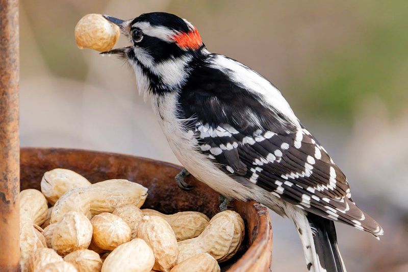 12 Birds That Love Peanuts – Attract These Feathered Friends to Your ...