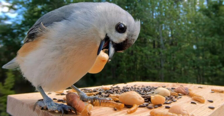 12 Birds That Love Peanuts – Attract These Feathered Friends to Your ...