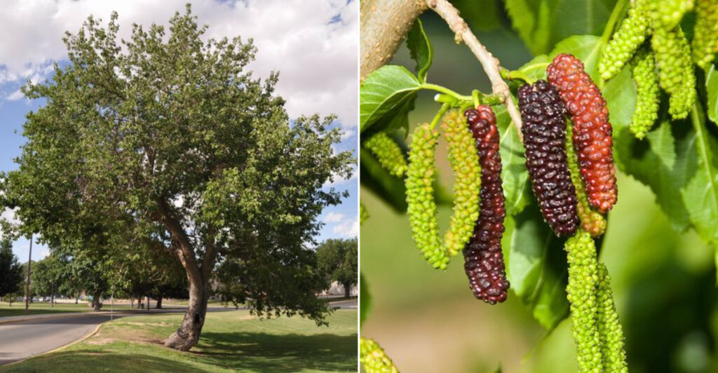 12 Reasons to Plant a Mulberry Tree – Easy Care, Wildlife Magnet, and ...